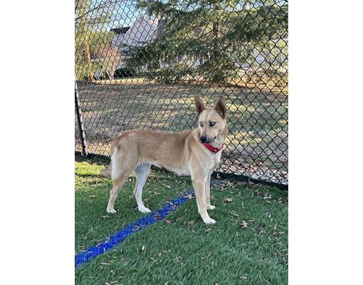 Statesville, NC - Husky/Carolina Dog. Meet DELTA a Pet for Adoption ...