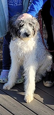 Denton, NC - Great Pyrenees/Labradoodle. Meet Harvey a Pet for Adoption ...