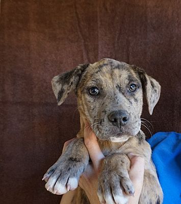 Oviedo, FL - Rhodesian Ridgeback/Catahoula Leopard Dog. Meet Mia a Pet ...