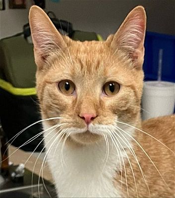 Montgomery, TX - Domestic Shorthair. Meet Carlito a Pet for Adoption ...
