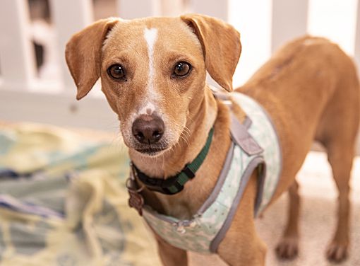 Thousand Oaks, CA - Italian Greyhound/Beagle. Meet Tessa a Pet for ...
