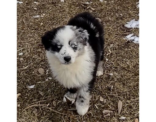 Maple Grove, MN - Australian Shepherd. Meet Avery a Pet for Adoption ...