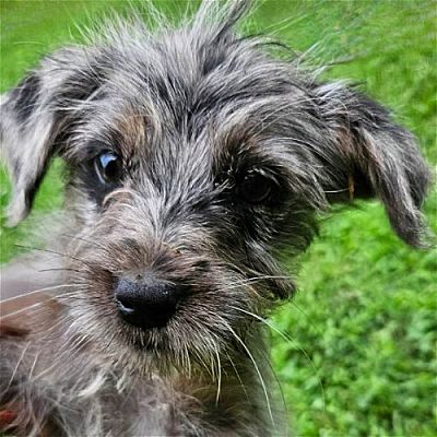 Wakefield, RI - Poodle (Miniature)/Australian Cattle Dog. Meet ...