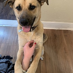 Layton, UT - Labrador Retriever/German Shepherd Dog. Meet Chewbacca ...