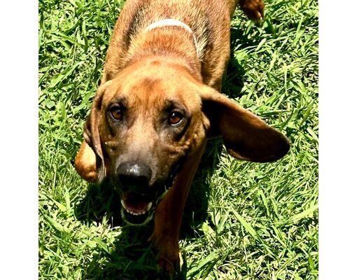 Birmingham, AL - Coonhound. Meet Todd a Pet for Adoption - AdoptaPet.com