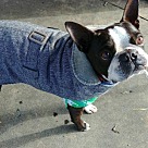 Boston Terrier Puppies - Boston Terrier Rescue and Adoption