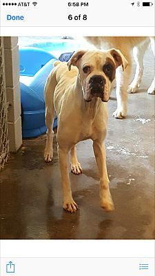 Hainesville, IL - Boxer. Meet Fallon a Pet for Adoption - AdoptaPet.com