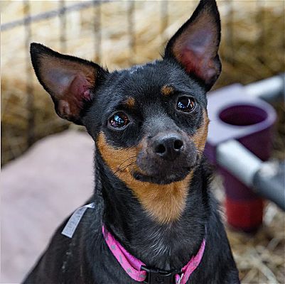 St. Louis, MO - Chihuahua/Miniature Pinscher. Meet Rose a Pet for ...
