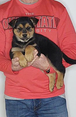 Pittsburgh, PA - German Shepherd Dog/Rottweiler. Meet Nutmeg a Pet for ...