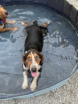 Tulsa, OK - Pembroke Welsh Corgi/Basset Hound. Meet Gabi a Pet for ...