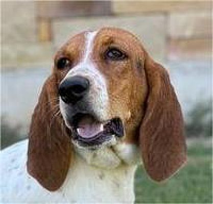 Hartford, CT - Basset Hound. Meet Willow a Pet for Adoption - AdoptaPet.com