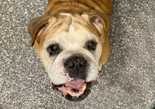 Voorhees, NJ - English Bulldog/English Bulldog. Meet Beefy a Pet for ...