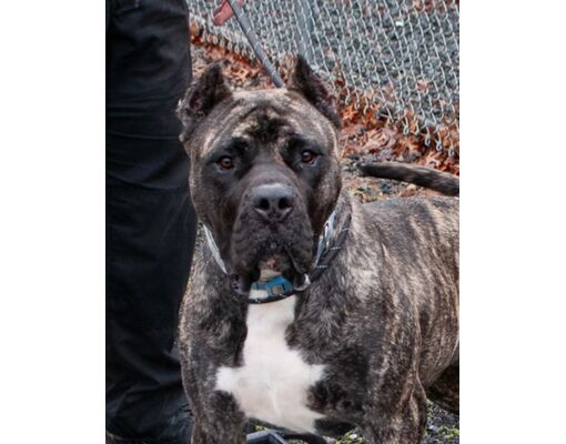 Hamilton, NJ - Cane Corso/Mixed Breed (Medium). Meet Lily a Pet for ...