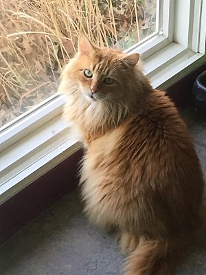 Topeka, KS - Domestic Mediumhair. Meet Jesse a Pet for Adoption ...