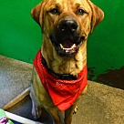 Mastiff Puppies - English Mastiff Puppies and Rescue