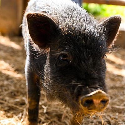 Asheville, NC - Pig (Farm). Meet Magnet a Pet for Adoption - AdoptaPet.com