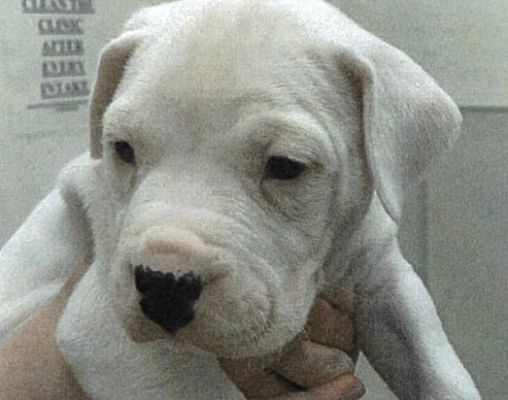 Sacramento, CA - Dogo Argentino. Meet Willow a Pet for Adoption ...