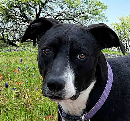 Austin, VA - Mountain Cur/Labrador Retriever. Meet Mia a Pet for ...