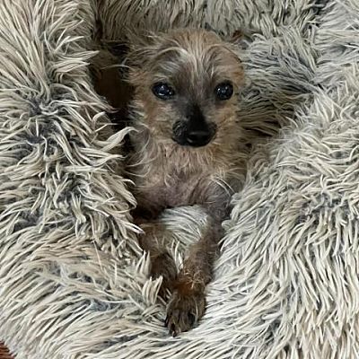 Houston, TX - Yorkie, Yorkshire Terrier. Meet Darcy Lynn (Dallas) a Pet ...