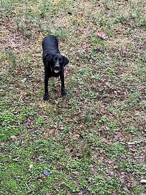 Barnesville, GA - Pointer. Meet Jumper a Pet for Adoption - AdoptaPet.com