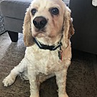 Cocker Spaniel Puppies - Rescue and Adoption Near You