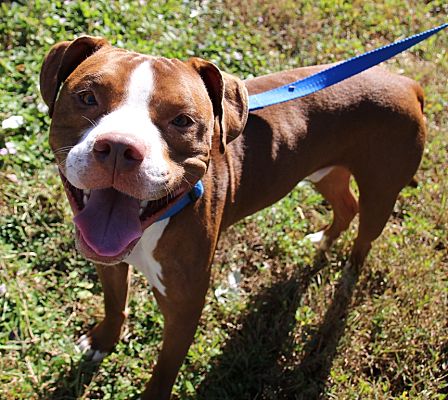 Ft. Myers, FL - Boxer/American Staffordshire Terrier. Meet Bruno Mars a ...