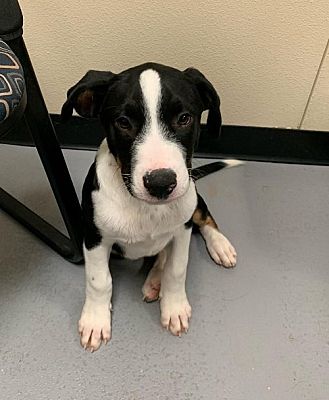 Rockwall, TX - Catahoula Leopard Dog. Meet Casper a Pet for Adoption ...