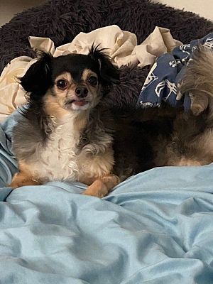 Phoenix, AZ - Lhasa Apso/Chihuahua. Meet Milo a Pet for Adoption ...