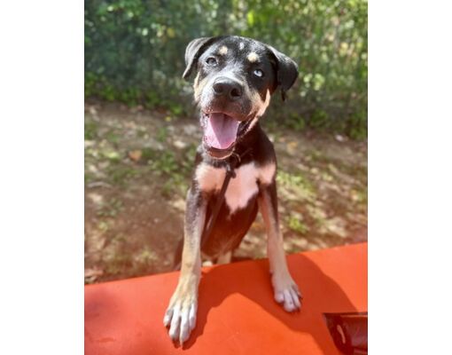Washington, DC - German Shepherd Dog/Husky. Meet Zeen a Pet for ...