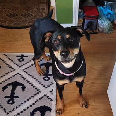 Ladson, SC - Rottweiler/Labrador Retriever. Meet Melanie a Pet for ...