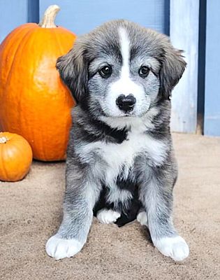 Hagerstown, MD - Australian Shepherd/Husky. Meet AUSSIE/HUSKY MIX ...