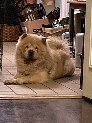 Houston, TX - Chow Chow. Meet Caleb a Pet for Adoption - AdoptaPet.com