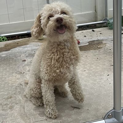 Orange, CA - Poodle (Miniature). Meet Mabel a Pet for Adoption ...