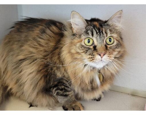 Denver, CO - Domestic Mediumhair. Meet MATTIE a Pet for Adoption ...