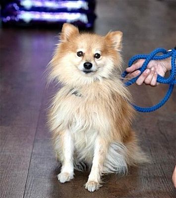 Harrisburg, VA - Pomeranian. Meet Dash a Pet for Adoption - AdoptaPet.com