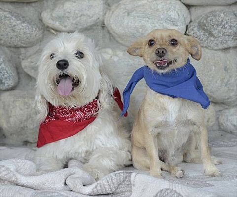 Dana Point, CA - Cockapoo/Chihuahua. Meet Tobi and Pechu a Pet for ...