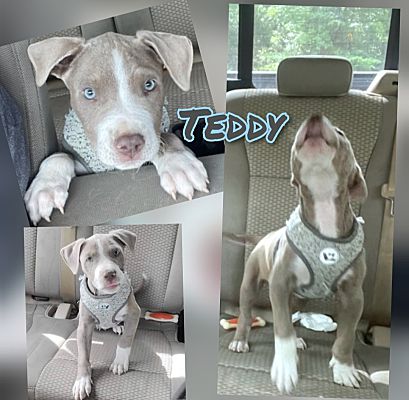 Dallas, TX - Blue Lacy/Texas Lacy/Catahoula Leopard Dog. Meet Teddy a ...