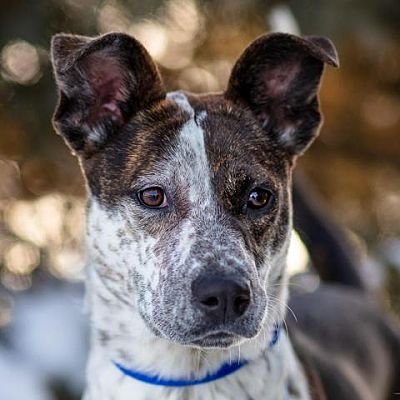 Springfield, IL - Cattle Dog/Mixed Breed (Medium). Meet Amelia a Pet ...