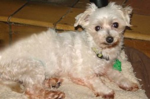 Wilmington, NC - Maltese. Meet Barney (GA) a Pet for Adoption ...