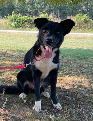 Harrison, NY - Collie. Meet Sandy a Pet for Adoption - AdoptaPet.com