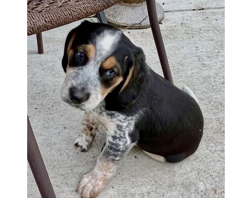 Fishkill, NY - Australian Cattle Dog/Bernese Mountain Dog. Meet Barney ...