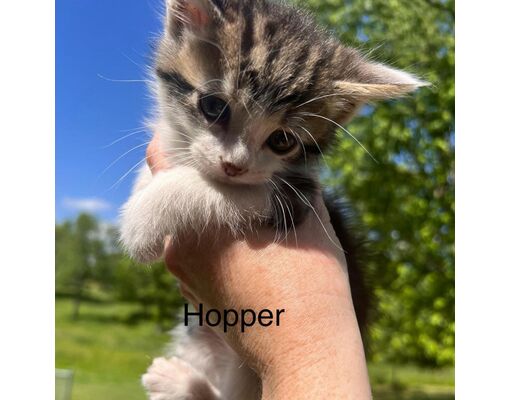 Springfield, OH - Domestic Shorthair. Meet Hopper a Pet for Adoption ...