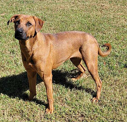Talladega, AL - Rhodesian Ridgeback/Hound (Unknown Type). Meet Ruby a ...