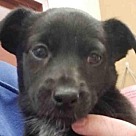 Corgi Puppies - Corgi Rescue and Adoption Near You