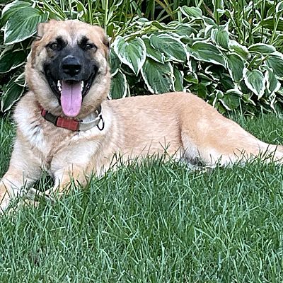 Chatham, NJ - Belgian Malinois/Great Pyrenees. Meet Diamond a Pet for ...