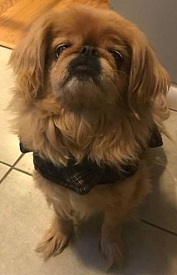 Richmond, VA - Pekingese. Meet Ammo a Pet for Adoption - AdoptaPet.com