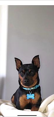 Orlando, FL - Miniature Pinscher. Meet Dami a Pet for Adoption ...