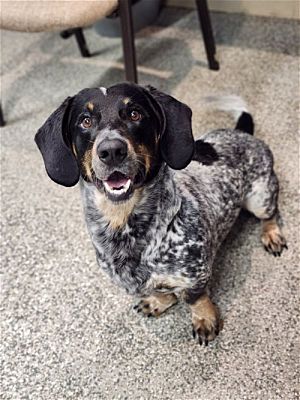 Portland, ME - Basset Hound/Australian Cattle Dog. Meet OSCAR a Pet for ...