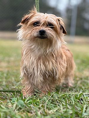 Kingsland, GA - Yorkie, Yorkshire Terrier/Mixed Breed (Medium). Meet ...