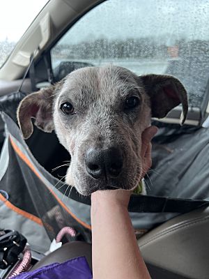 Philadelphia, PA - Blue Heeler/Boxer. Meet Gus a Pet for Adoption ...